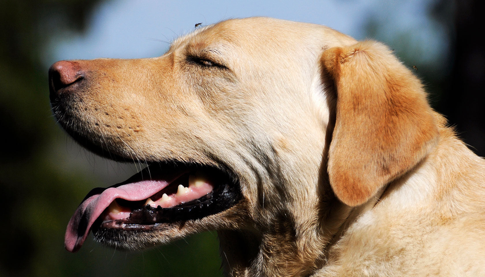 How to Identify and Treat Bug Bites on Dogs – Natural Dog Company