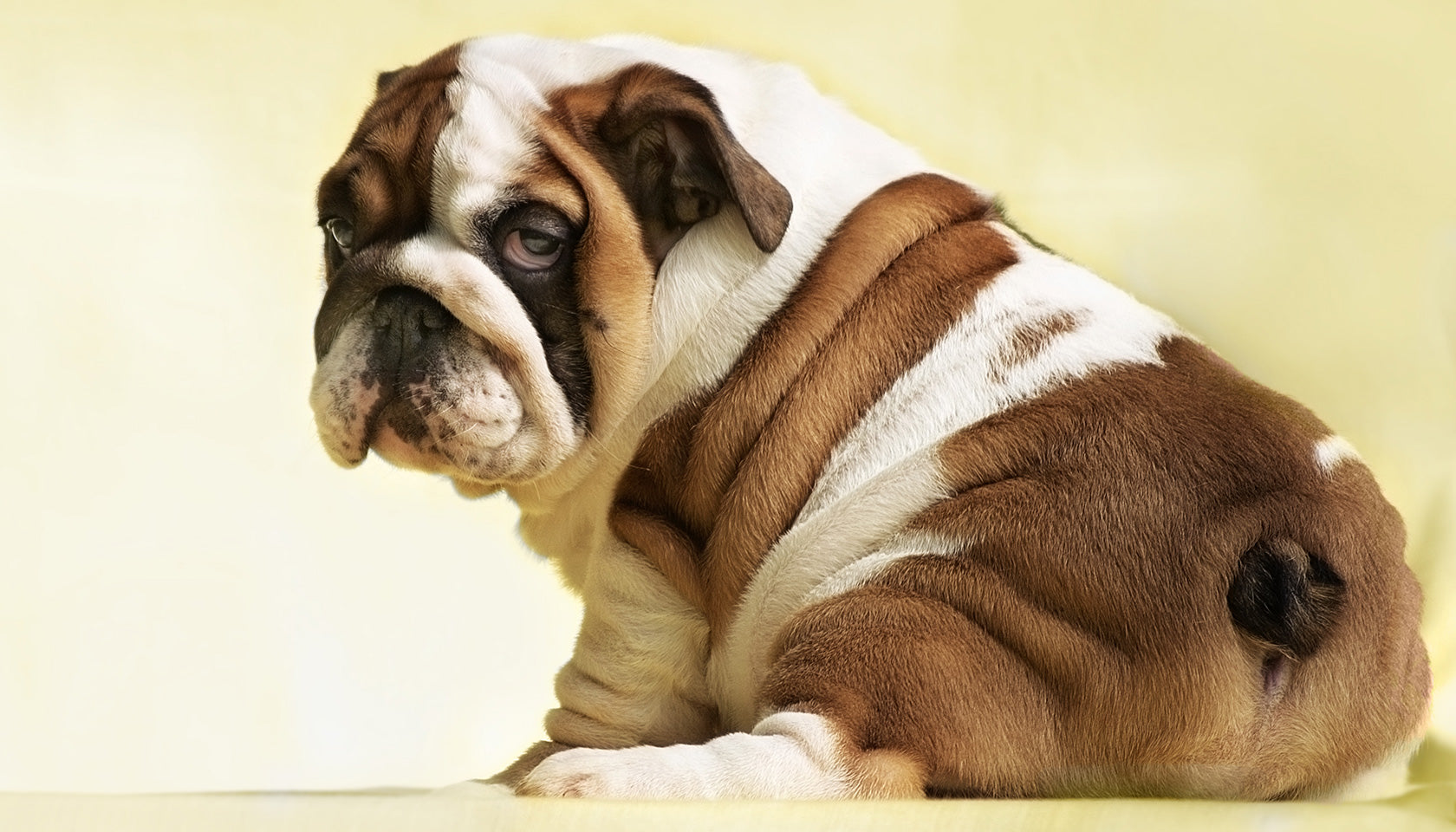 Bulldog Tail Infections: How To Treat & Prevent – Natural Dog Company
