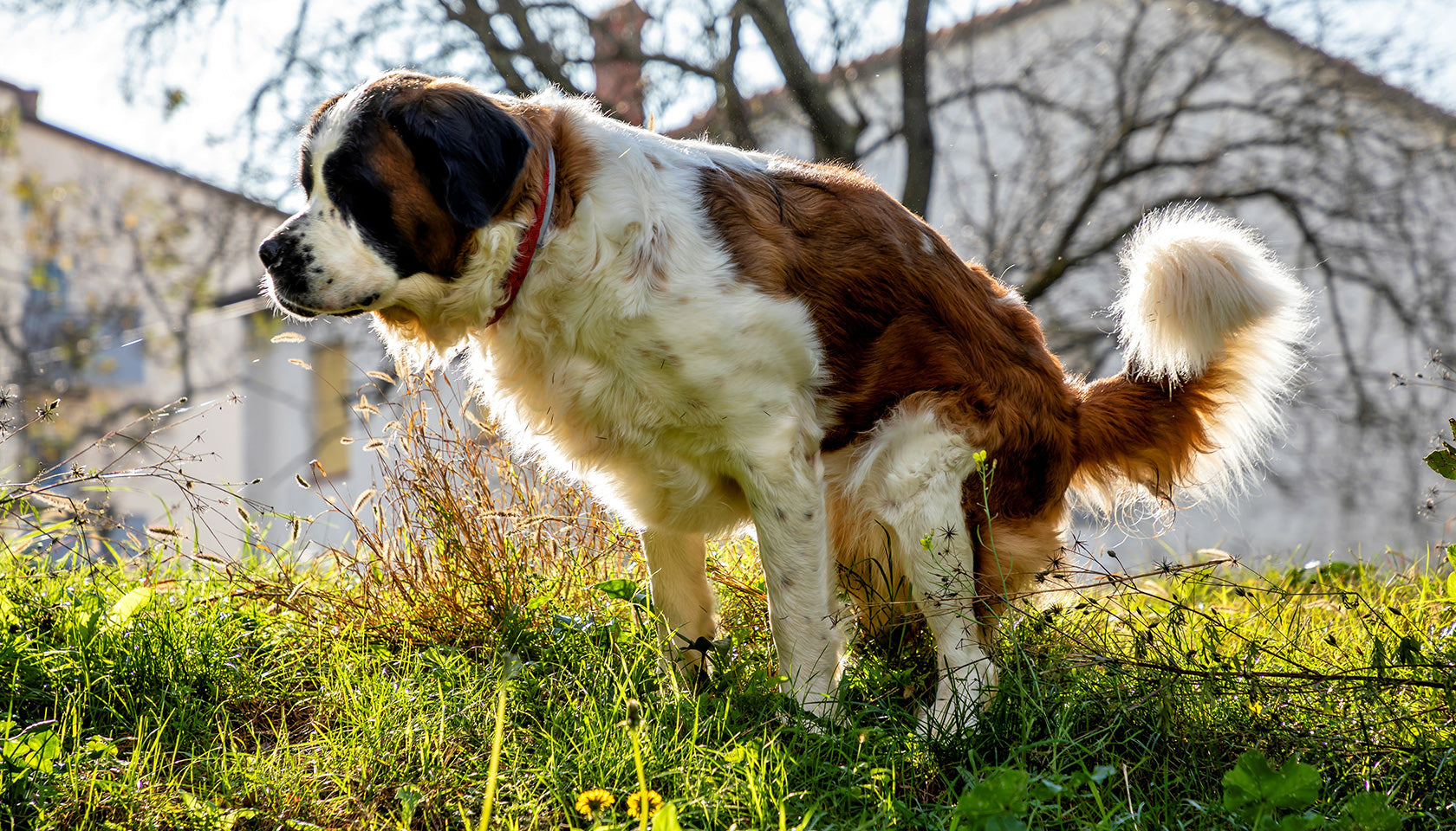 What Your Dog's Poop Says About Their Health – Natural Dog Company