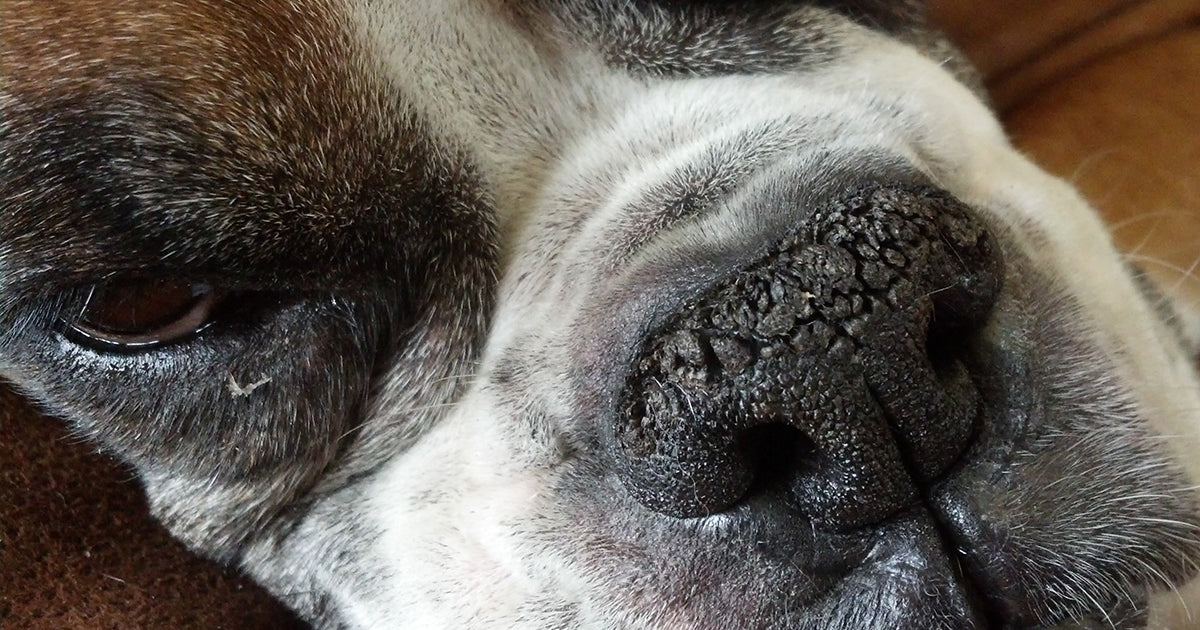 How To Treat Hyperkeratosis on Dog's Nose or Paws %%sep%% %%sitename ...