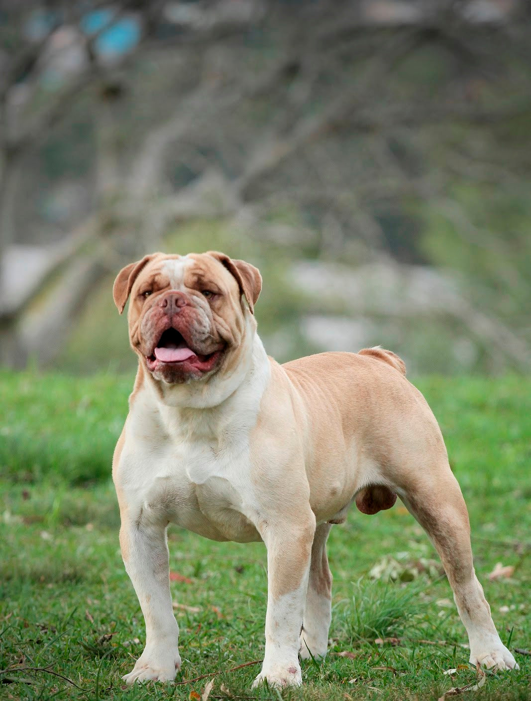 One Of The Rarest Dogs In The World: All About Campeiro Bulldogs ...