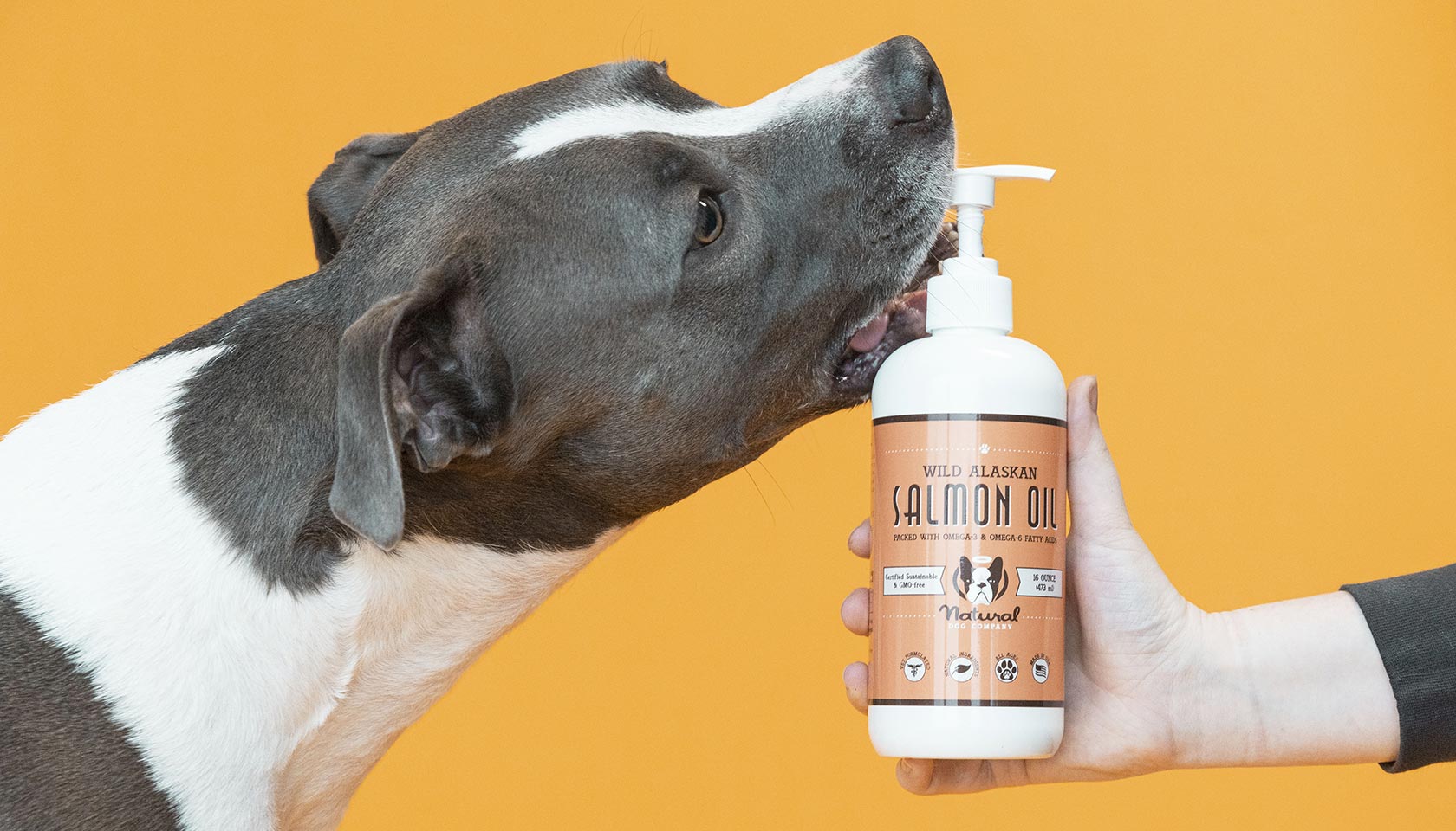 Common Pit Bull Skin Issues – Natural Dog Company