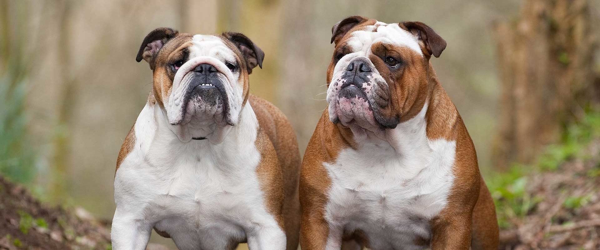 One Of The Rarest Dogs In The World: All About Campeiro Bulldogs ...