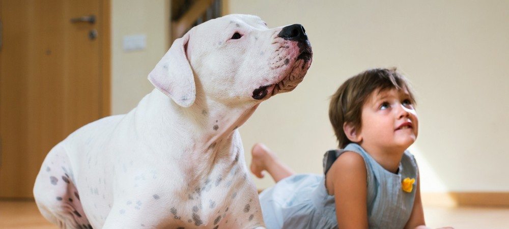 Tips for Applying All-natural Snout Soother | Natural Dog Company