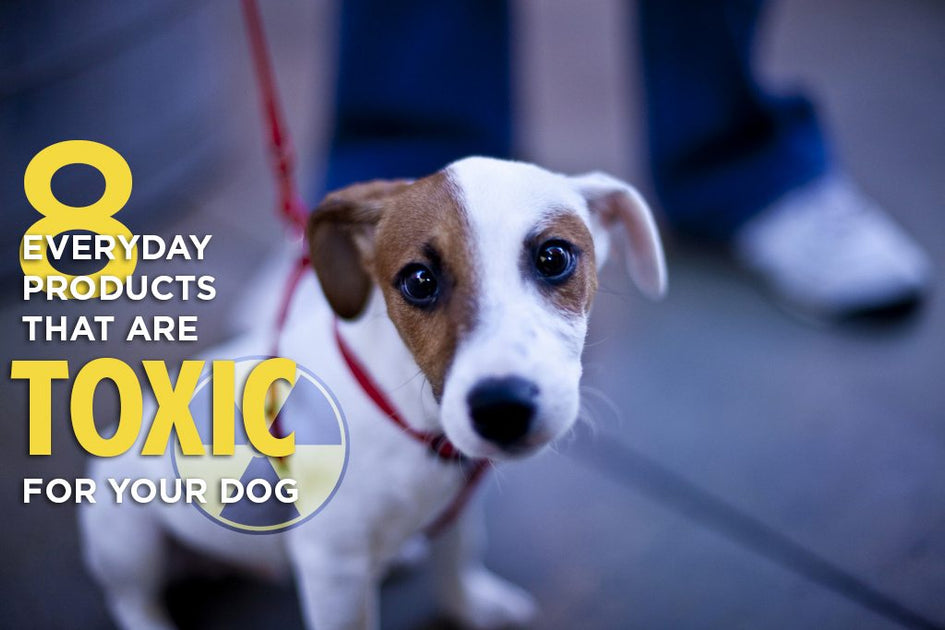 8 Products That Are Toxic For Dogs | Natural Dog Company