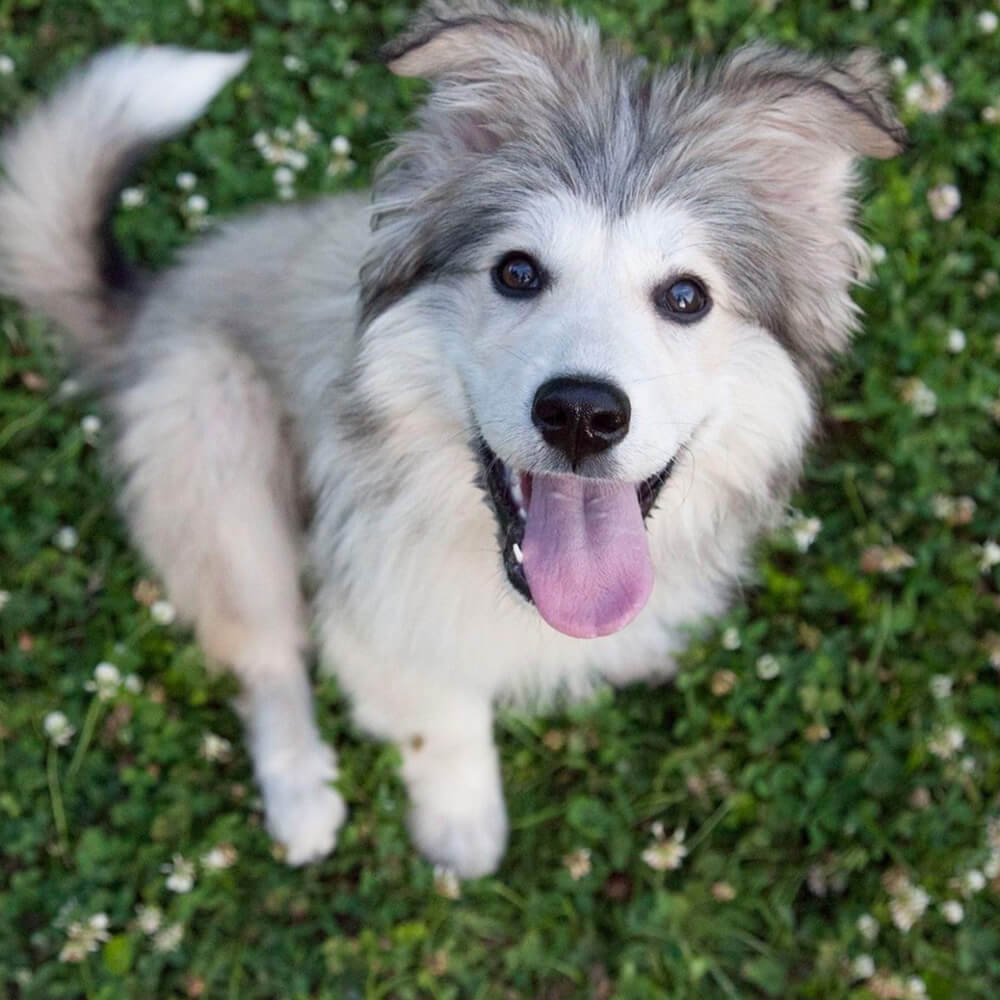 Skin & Coat System for Dogs | Complete Inside-Out Care | Natural Dog ...